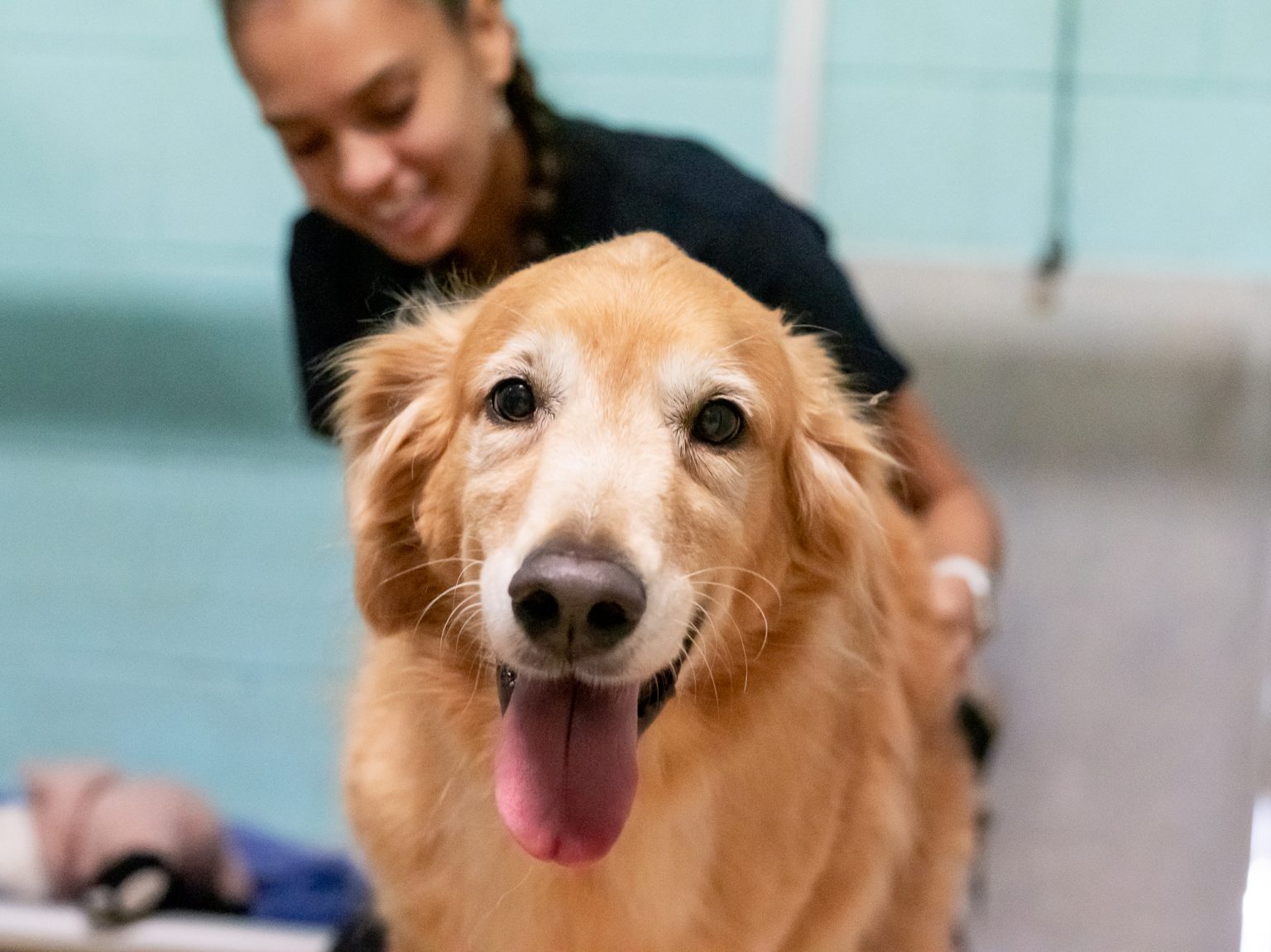 Short Courses - The Pet Industry College