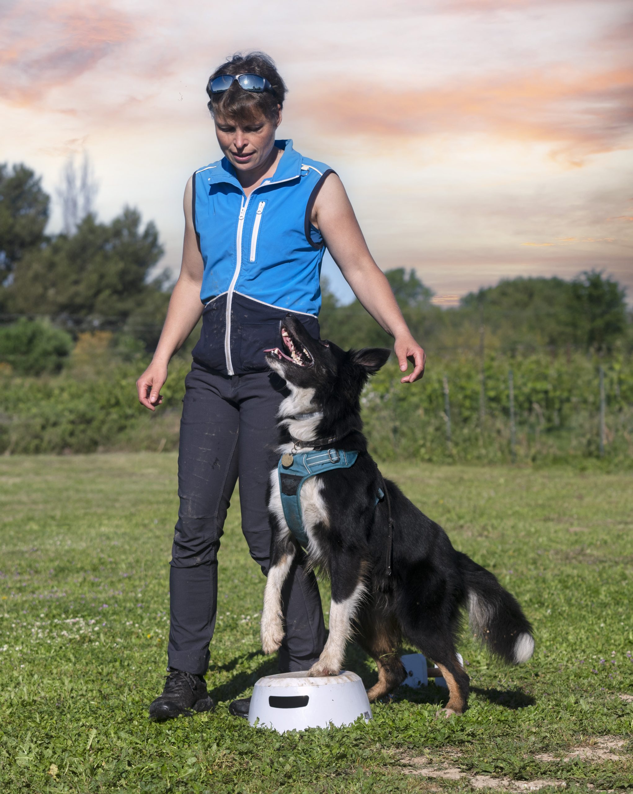 Certificate IV in Animal Behaviour & Training – Assistance Dogs - The ...